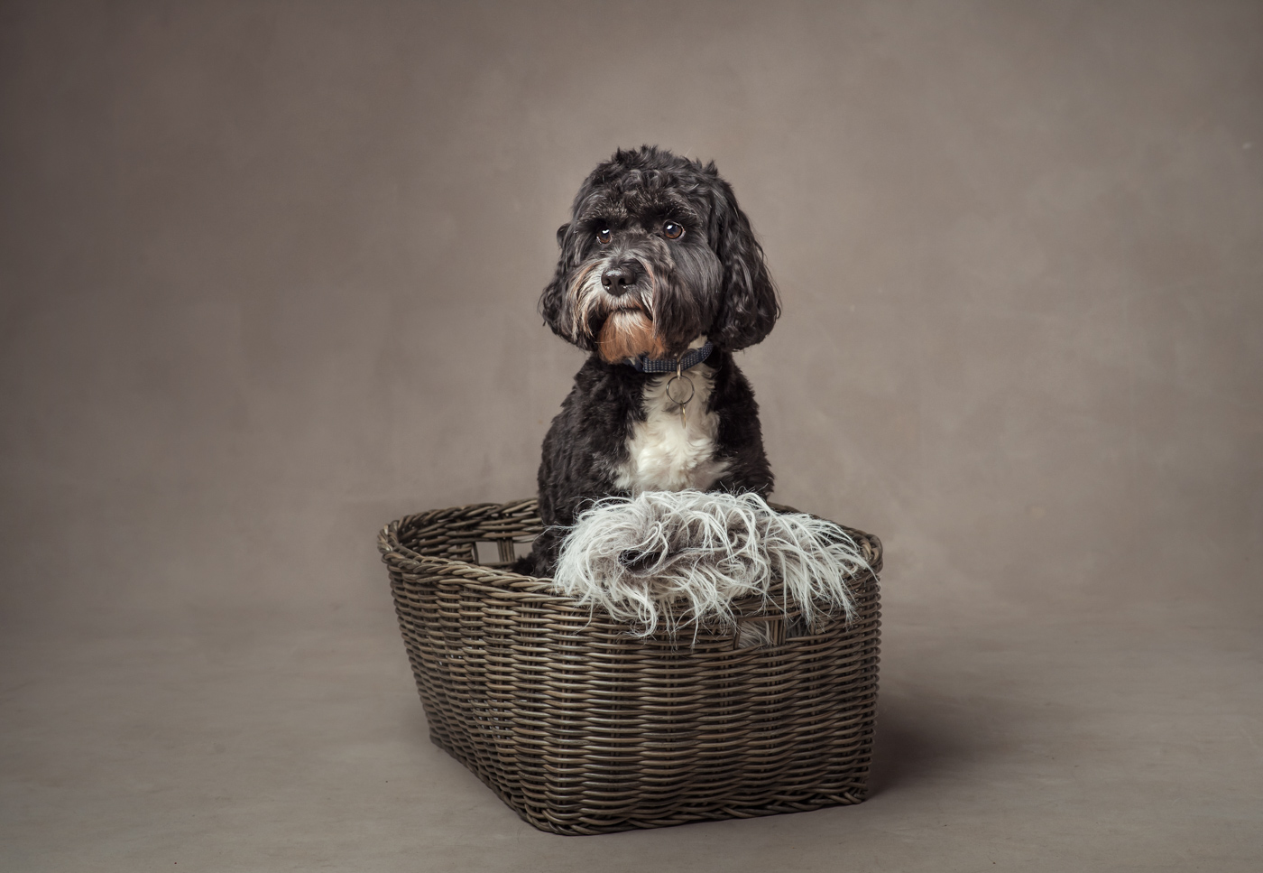 Pet & Family Photoshoot