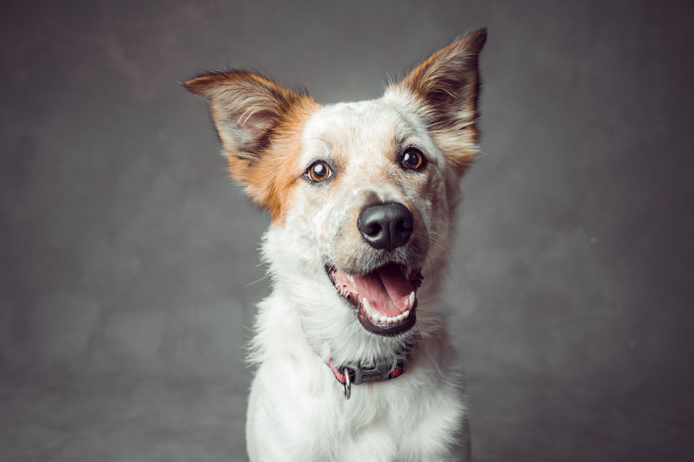 Pet Portrait Photography - Photography Blog | Studio27 Cwmbran – Baby ...